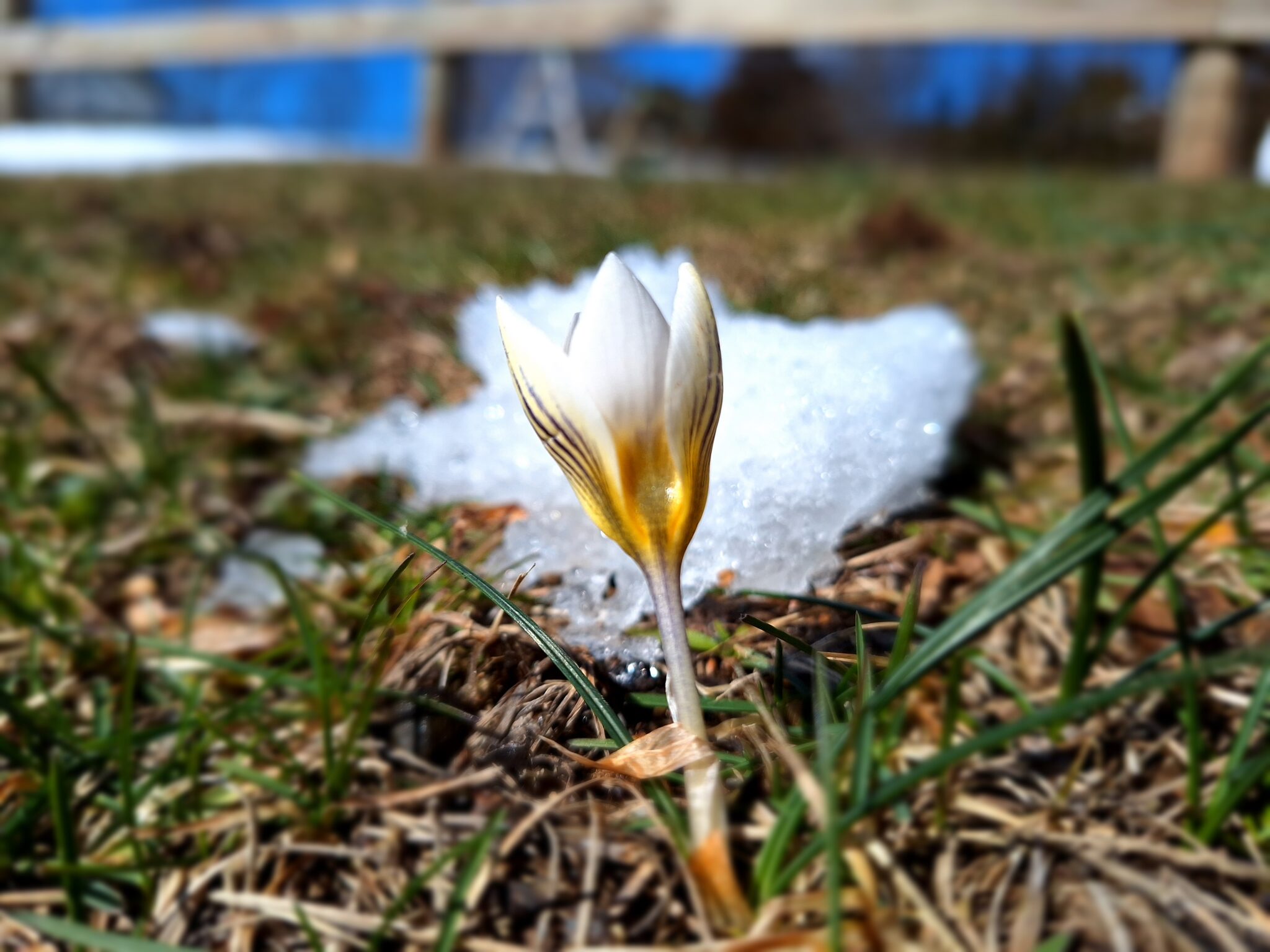 Delicate Bulb Details – Stitching A Snow Crocus for February